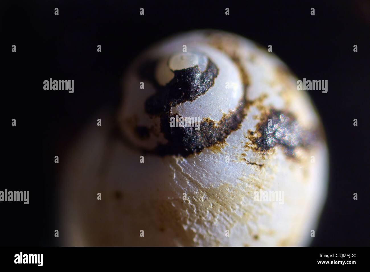 beautiful texture wave pattern shell surface under the microscope Stock ...