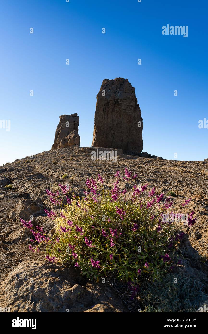 Canary isnlands hi-res stock photography and images - Alamy