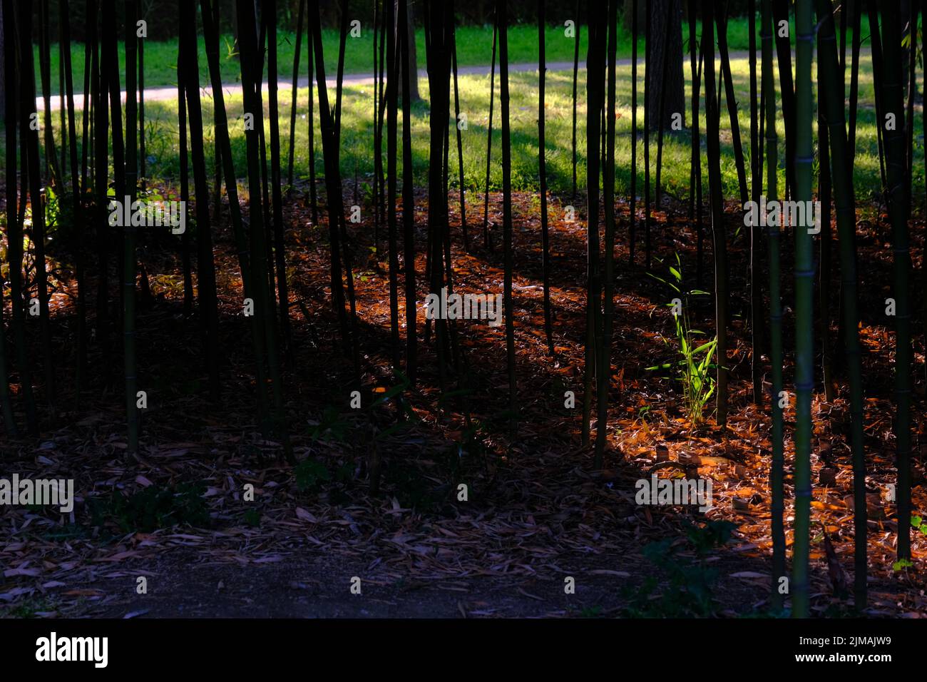 Sun light coming from narrow bamboo branches, light covers small and ...