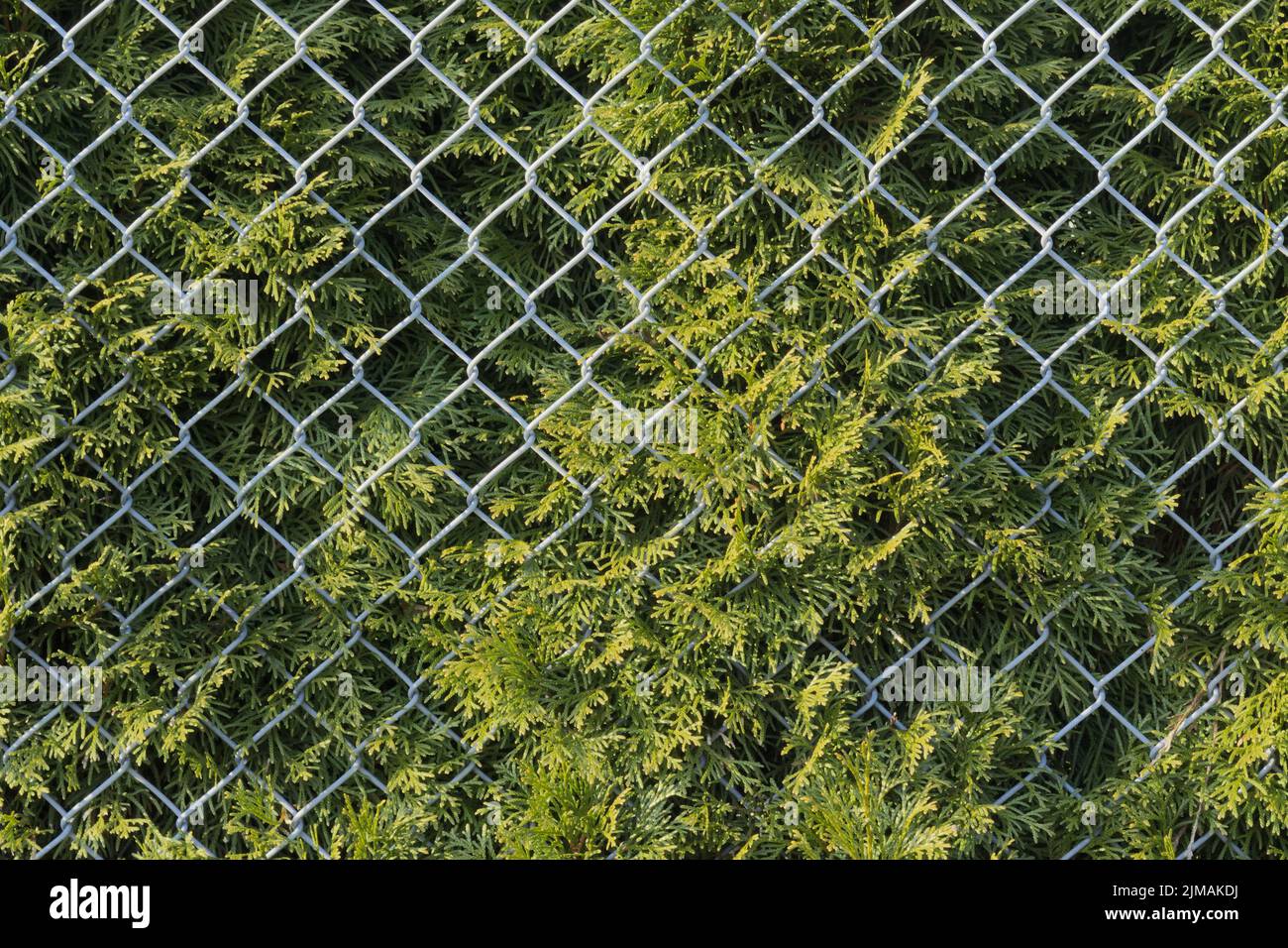 Conifer hedge behind wire mesh Stock Photo - Alamy