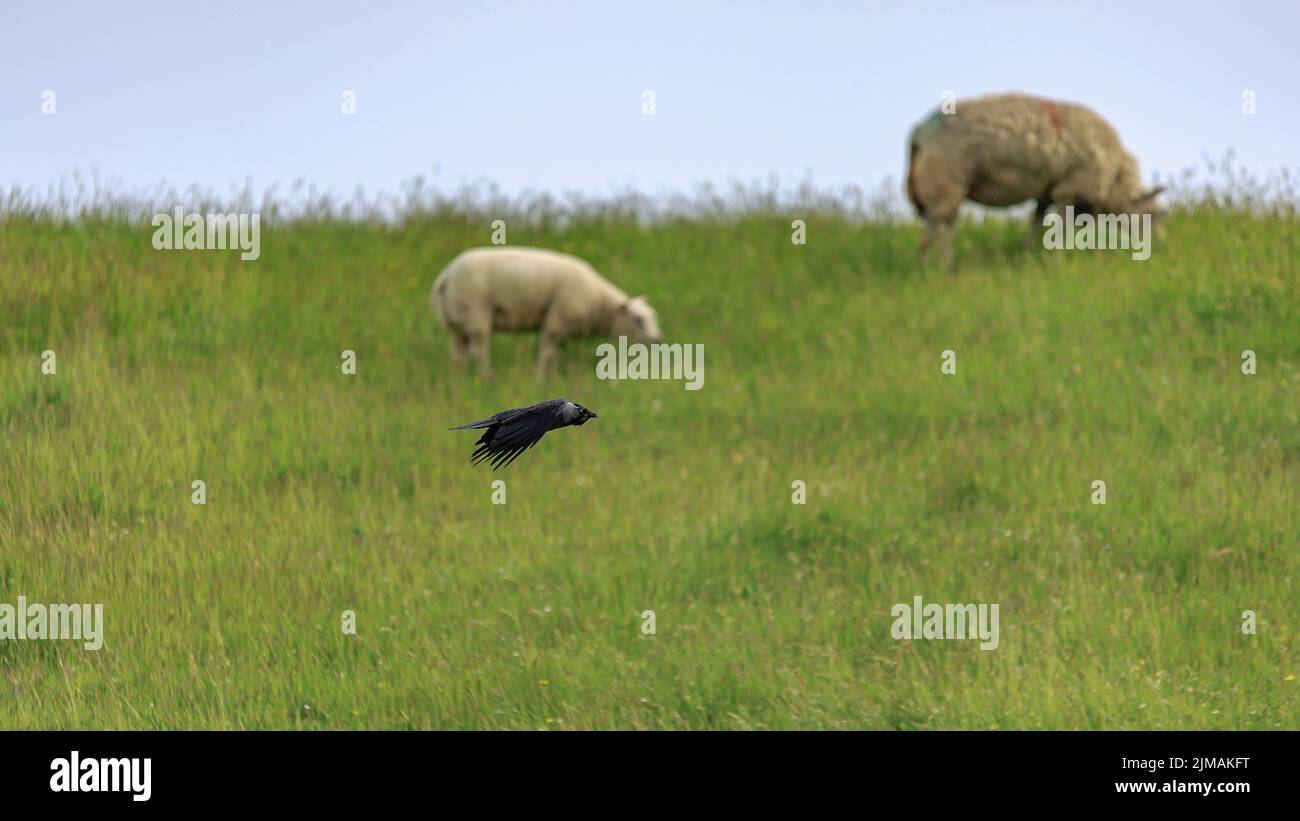 Raven and willow hi-res stock photography and images - Alamy