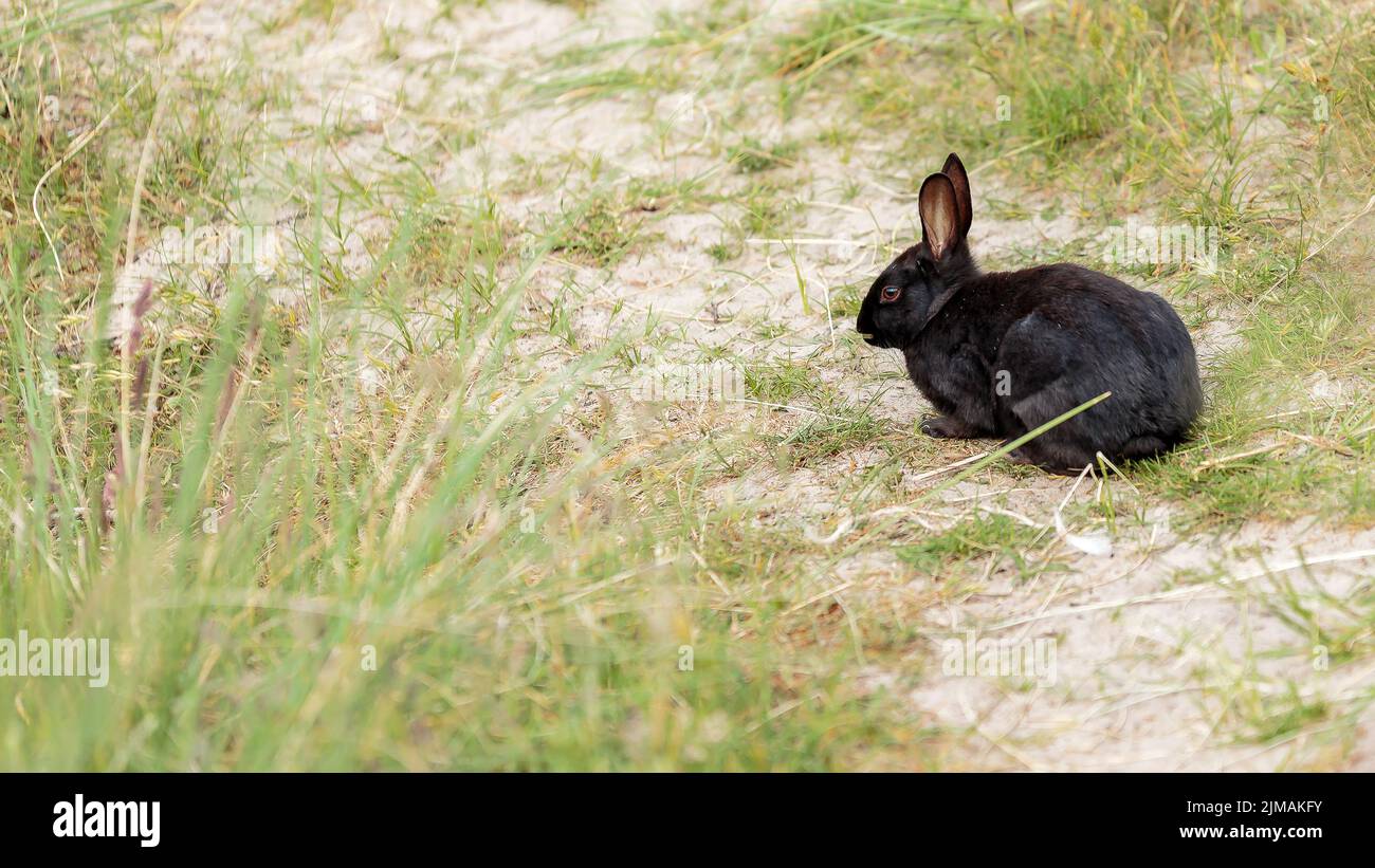 Rabbit and grass hi-res stock photography and images - Alamy