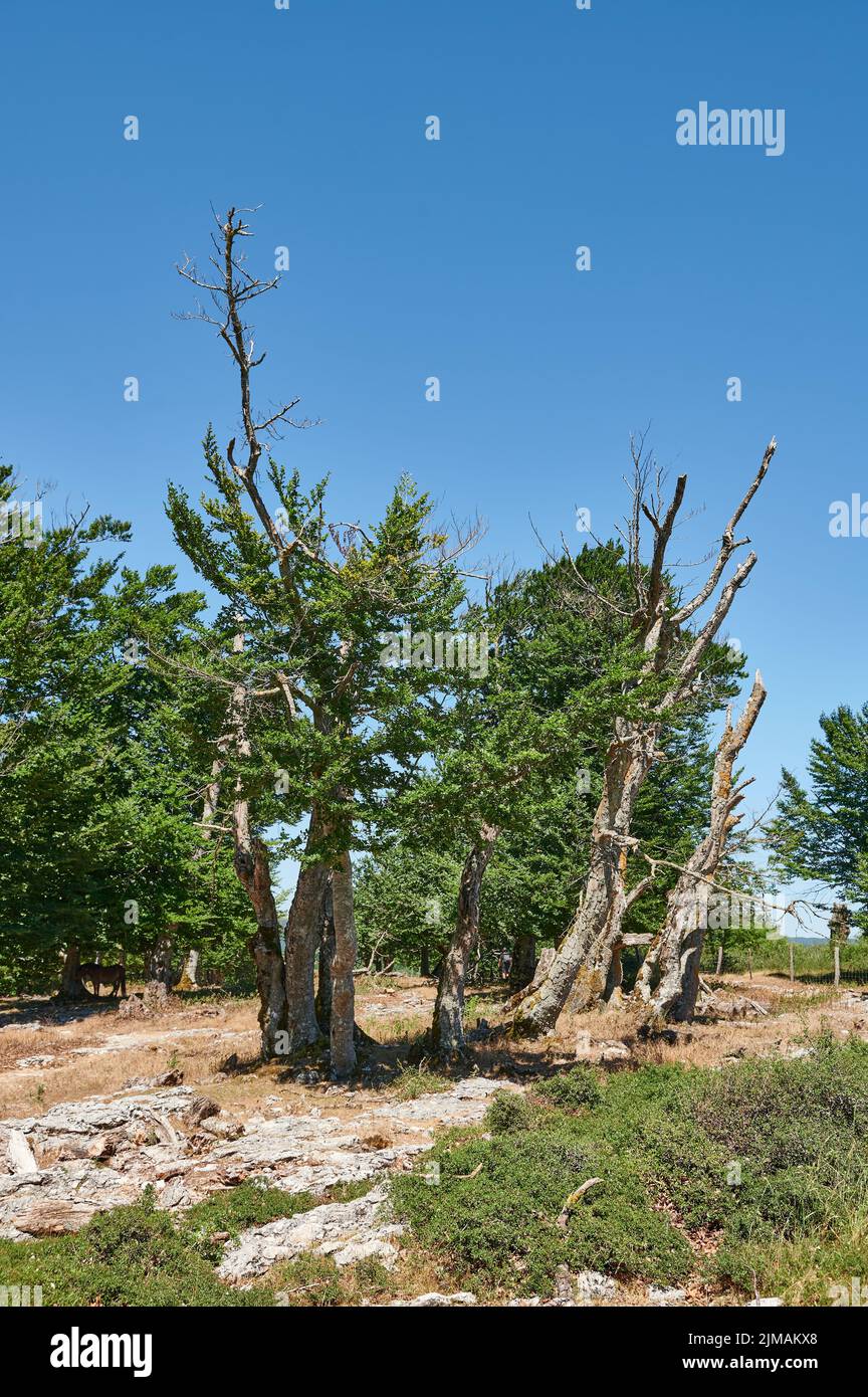 Tree at Mirador de Ubaba, Balcón de Pilatos, Urbasa, Navarre, Spain ...