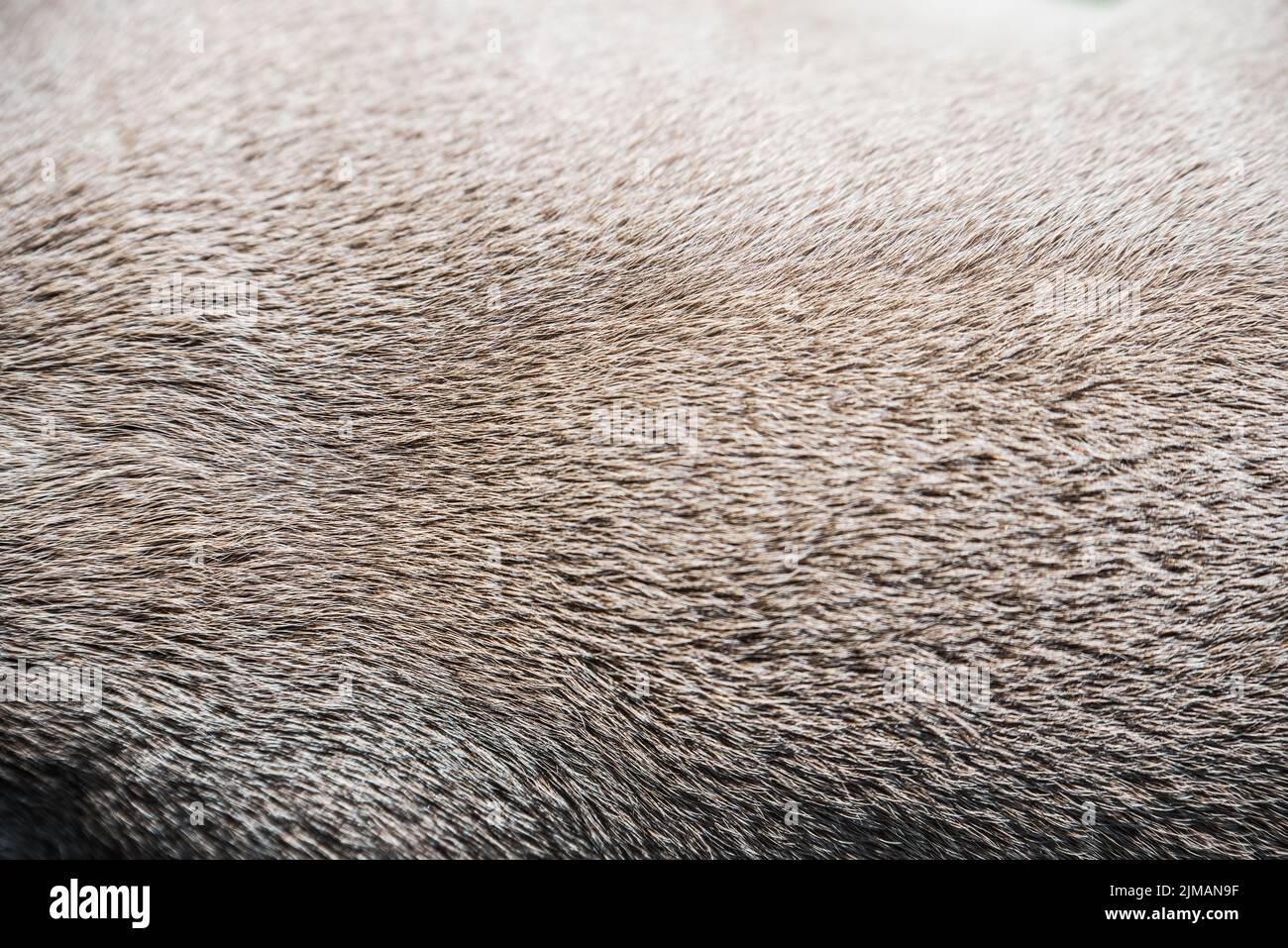 Lilac color American Bully dog fur skin background Stock Photo - Alamy