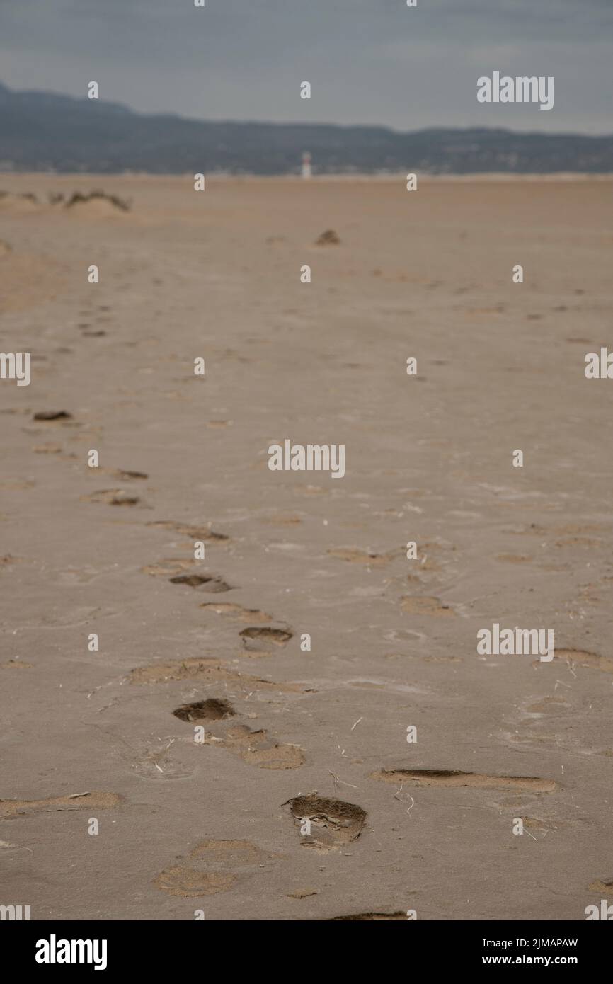 A selective of footsteps on mud Stock Photo - Alamy