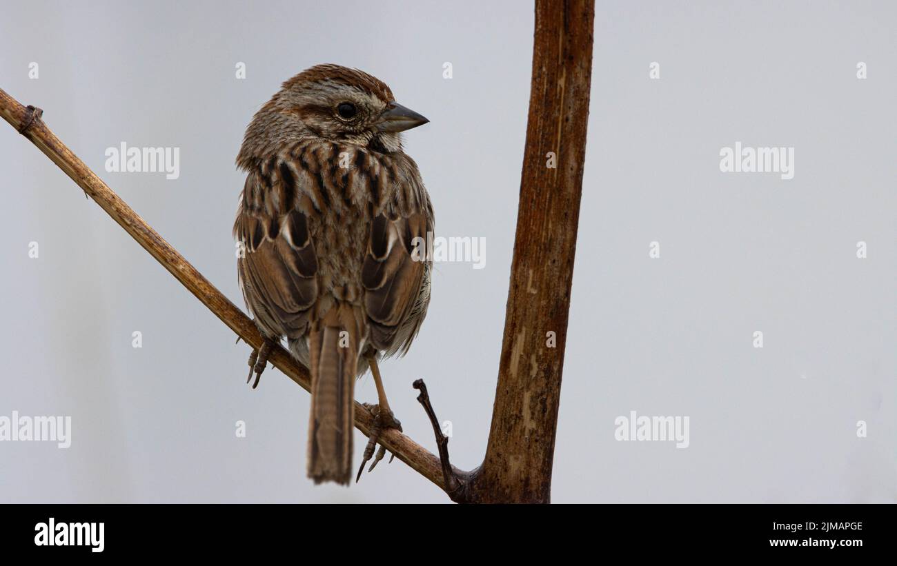 Tiny sparrow hi-res stock photography and images - Alamy
