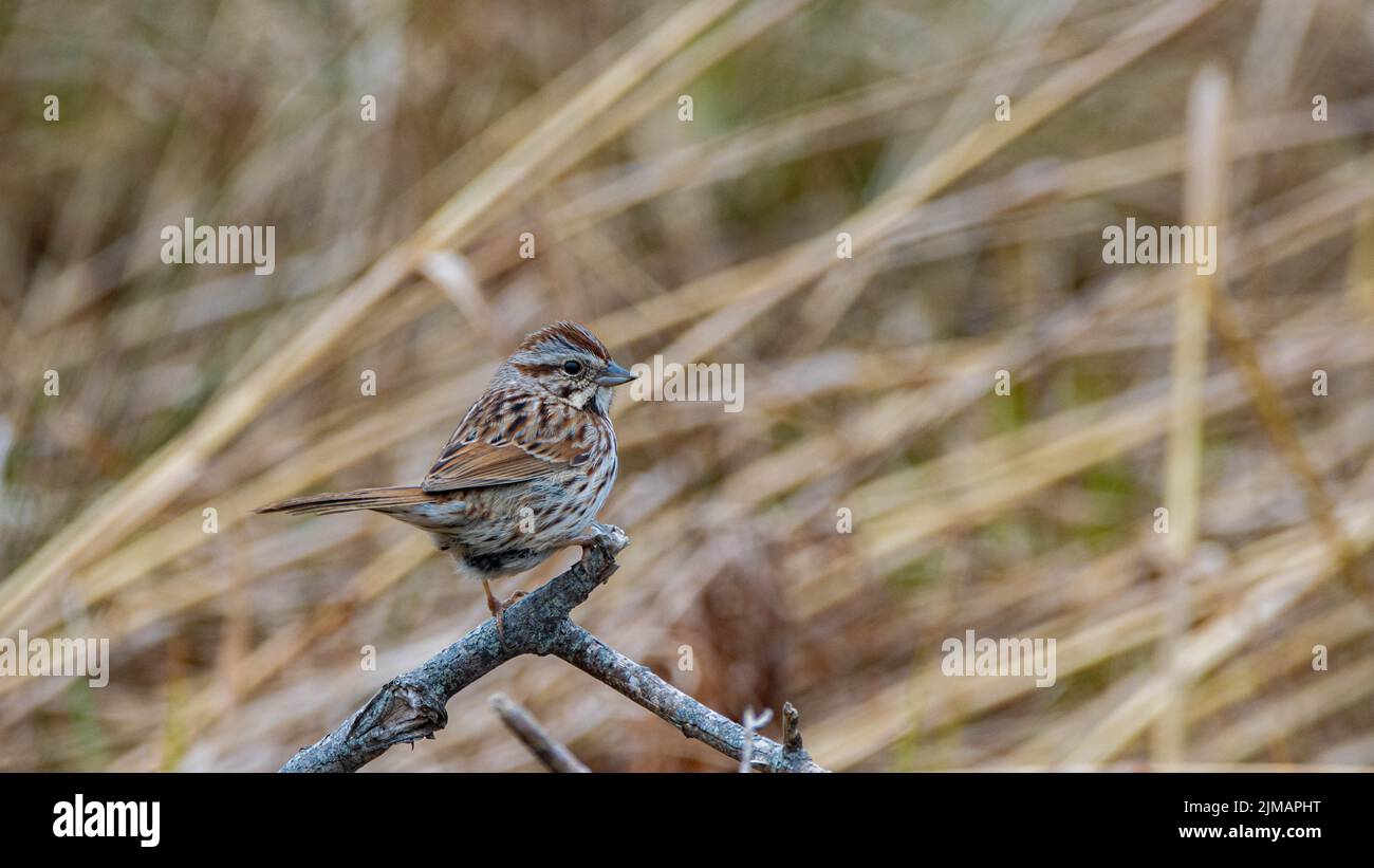 Tiny sparrow hi-res stock photography and images - Alamy