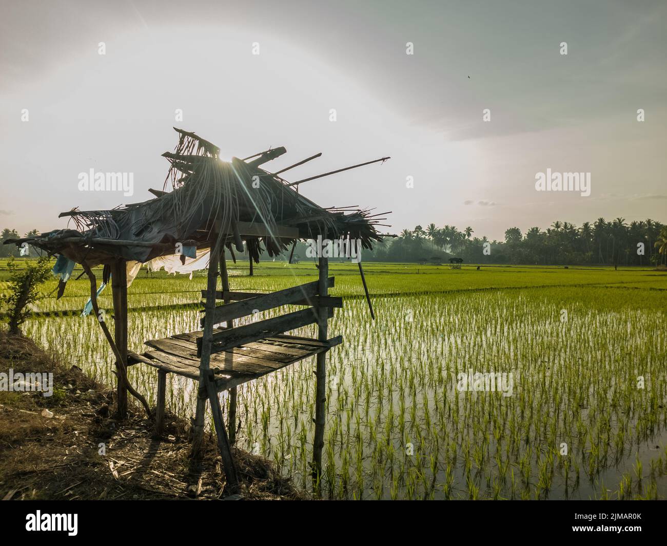 Rice field edge hi-res stock photography and images - Alamy