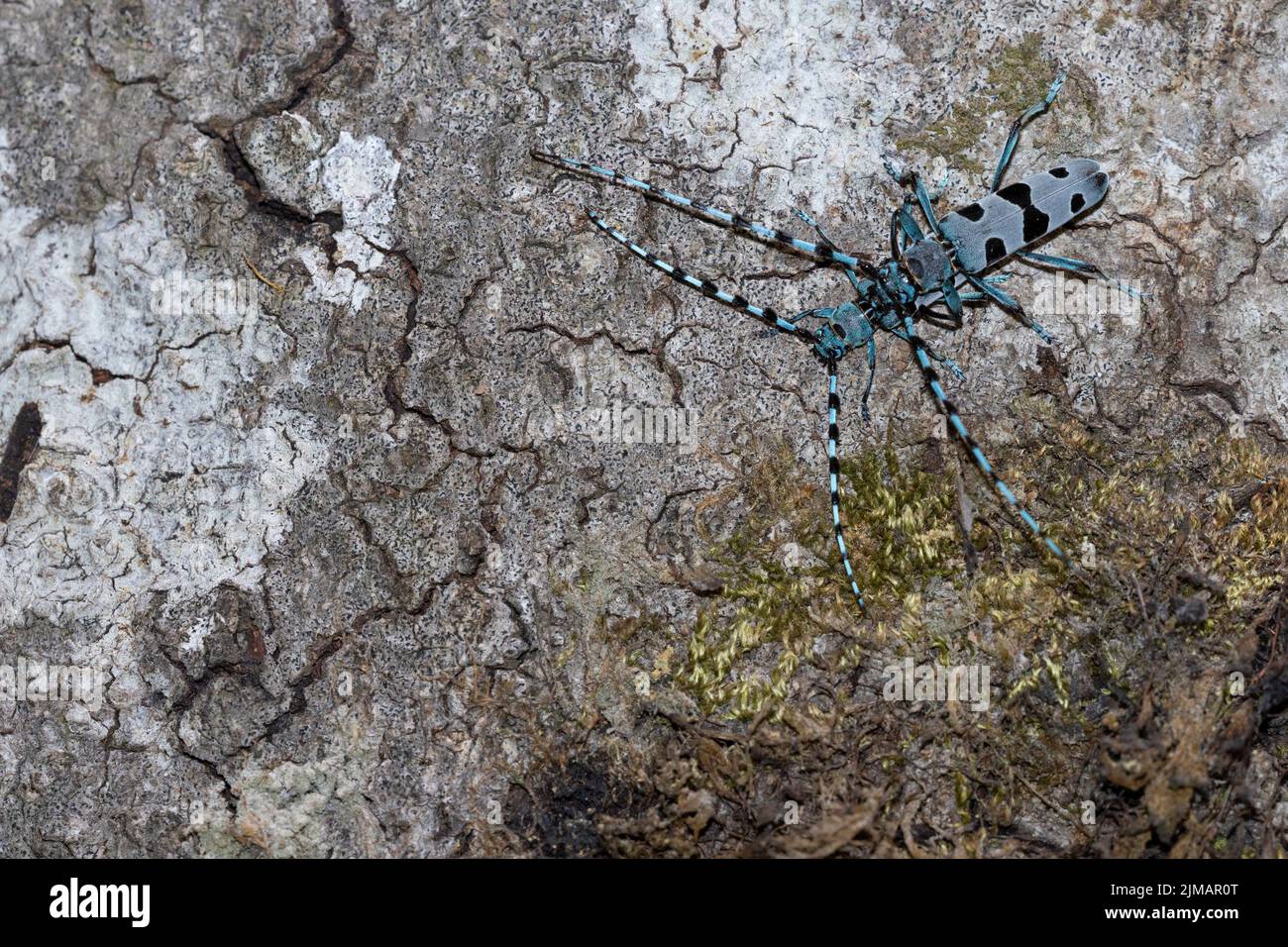 blue insect with long feelers, Rosalia alpina, Longhorn beetle, Rosalia ...