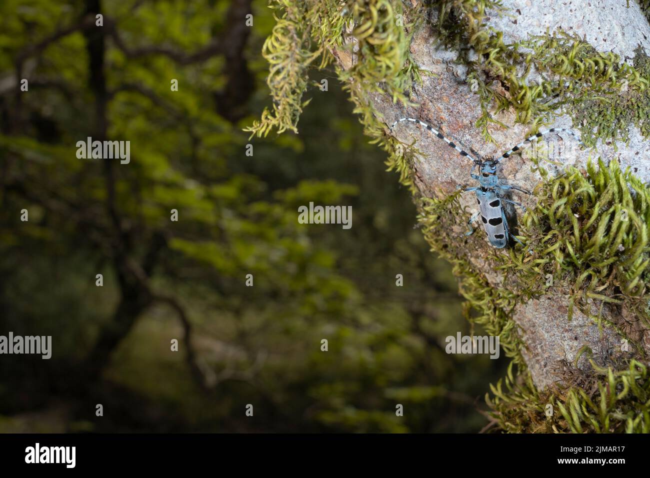 blue insect with long feelers, Rosalia alpina, Longhorn beetle, Rosalia ...
