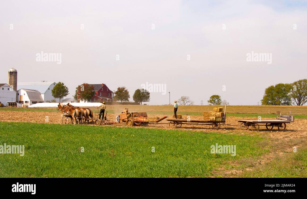 Farm feed amish man hi-res stock photography and images - Alamy