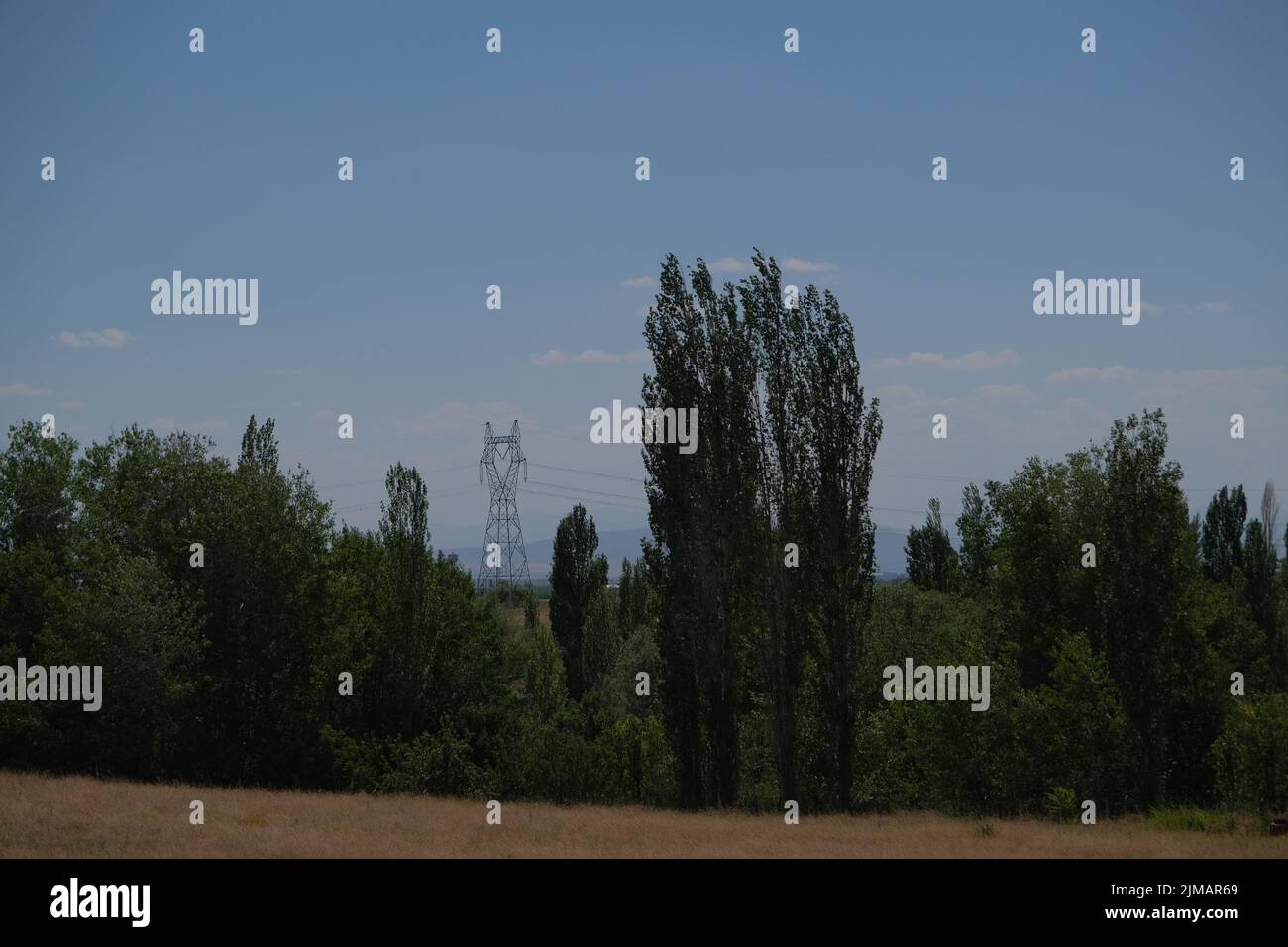 Green poplar tree, forest and electrical transmission line and electric ...