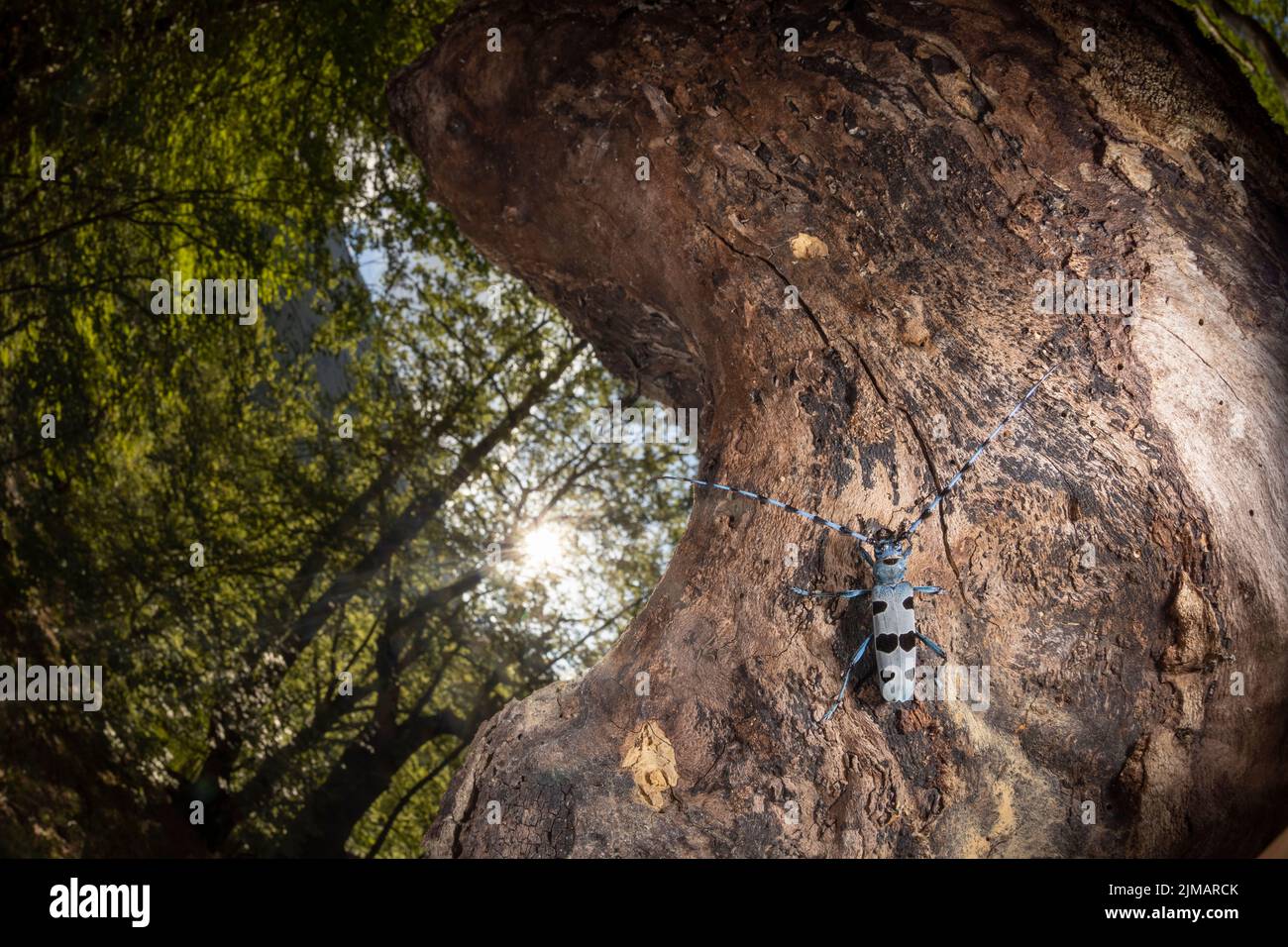 blue insect with long feelers, Rosalia alpina, Longhorn beetle, Rosalia ...