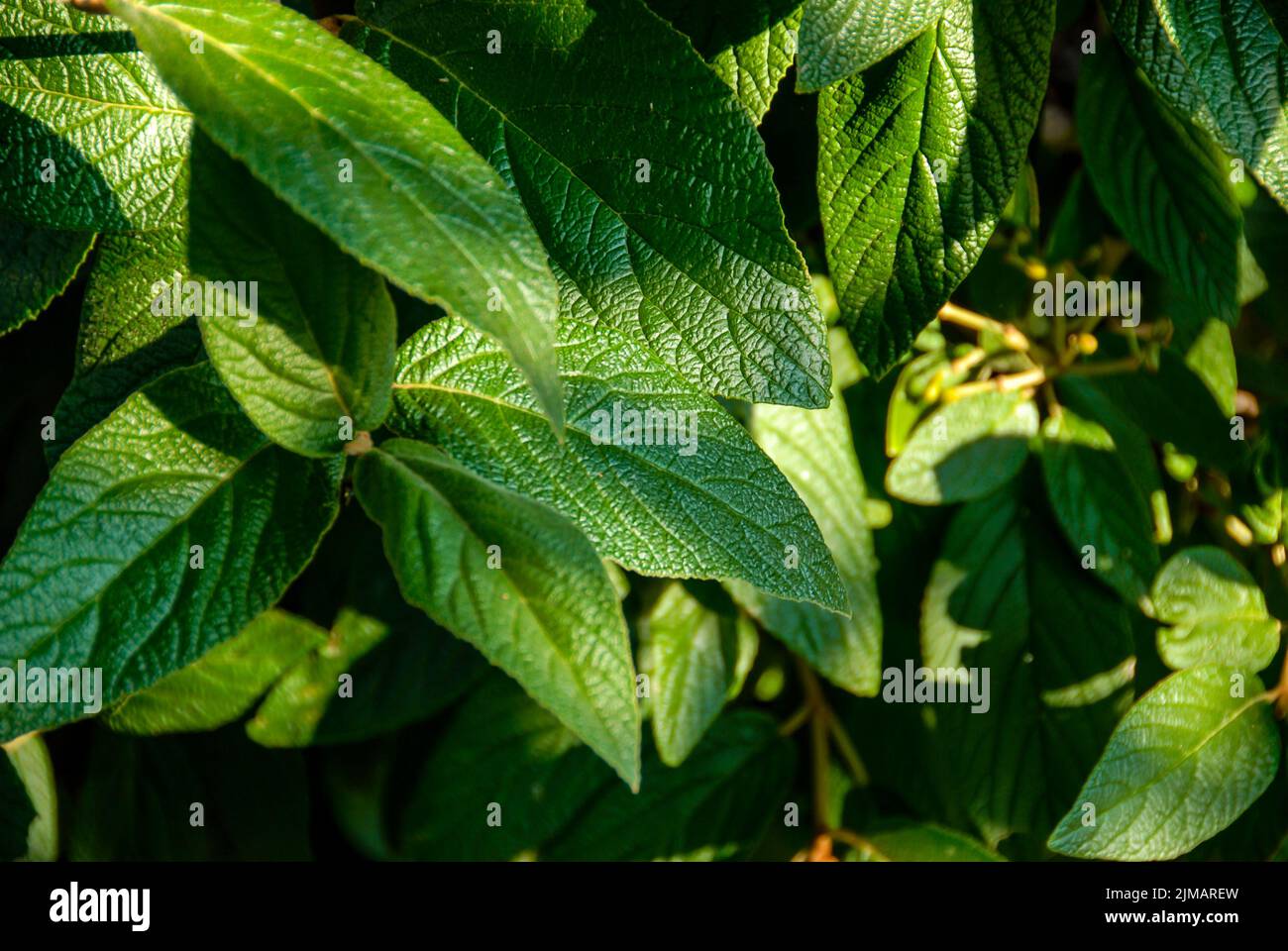 Beautiful fresh sunny green leaves hi-res stock photography and images ...