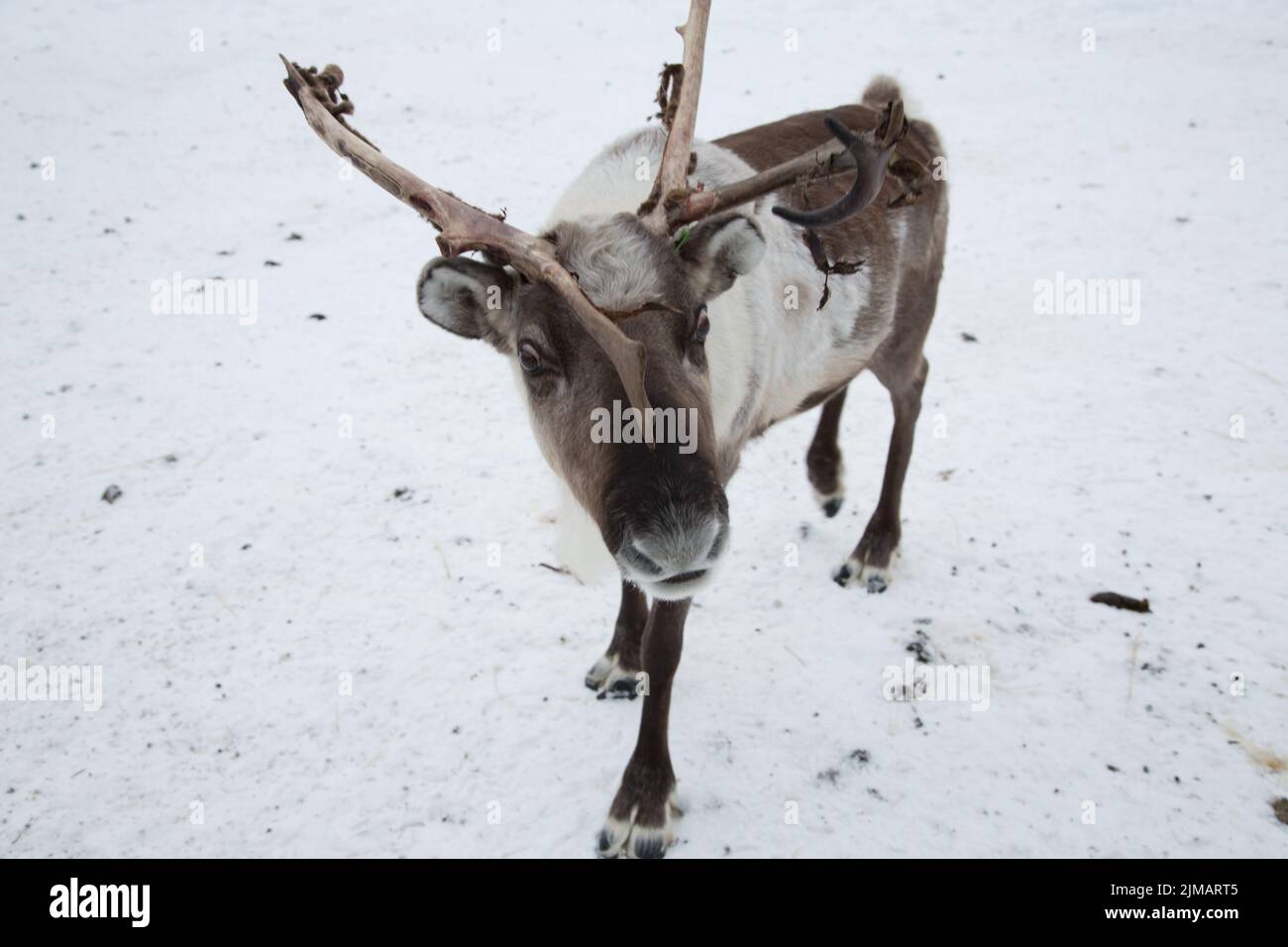 Reindeer in the Finish Snow Stock Photo - Alamy