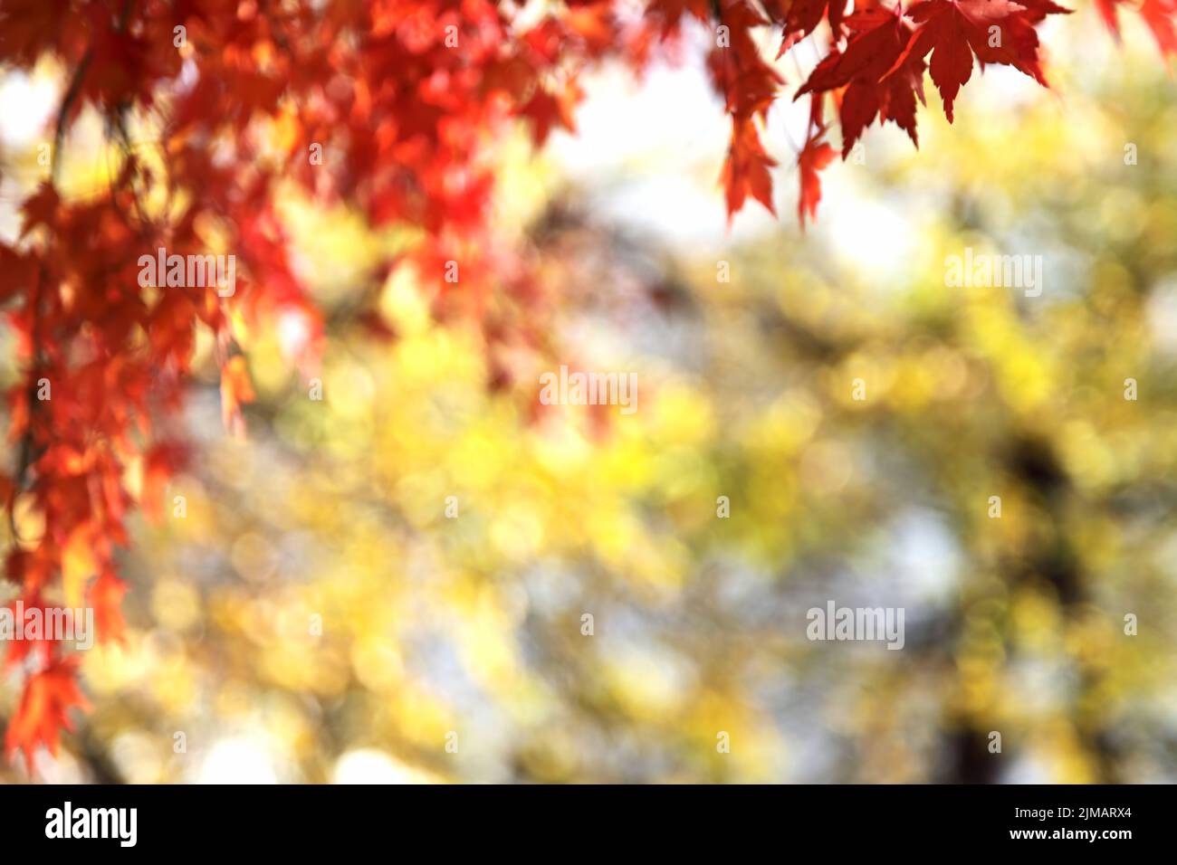 Abstract autumn background hi-res stock photography and images - Alamy