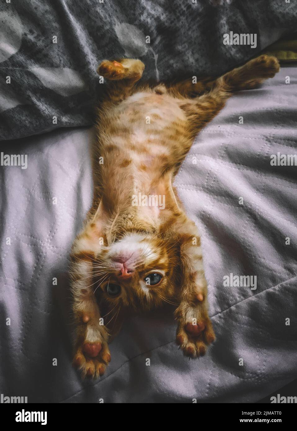 A cat lying on bed and stretching Stock Photo - Alamy
