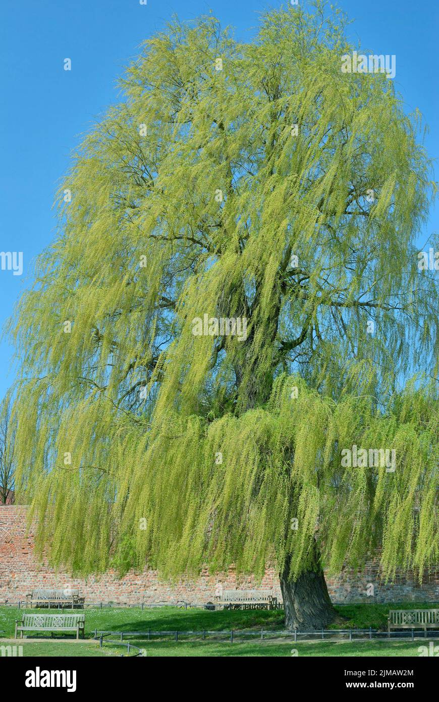 Salix alba tristis white willow hi-res stock photography and images - Alamy