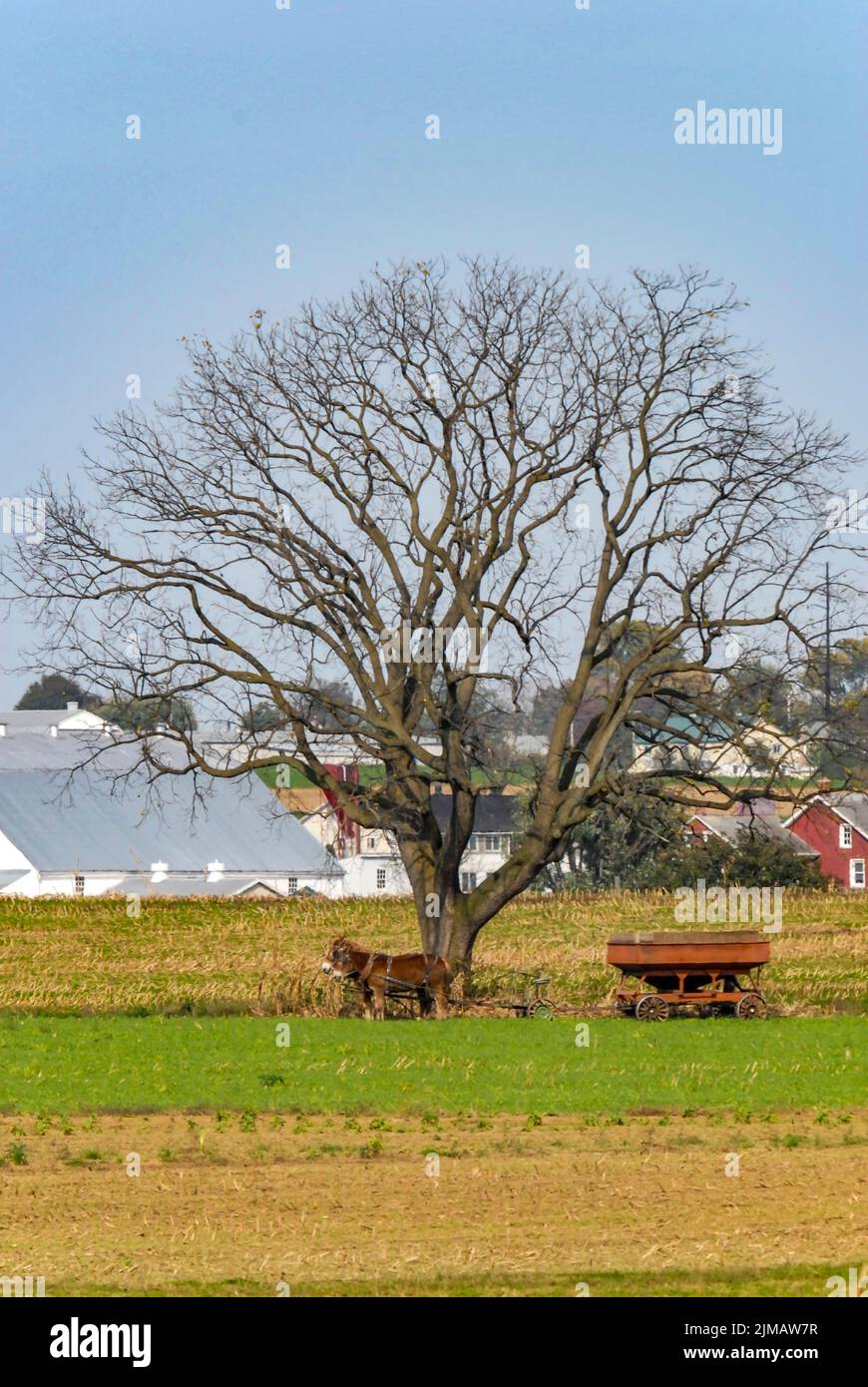 Lonely Tree on an Amish Farm with Farm Equipment and Horses under it ...
