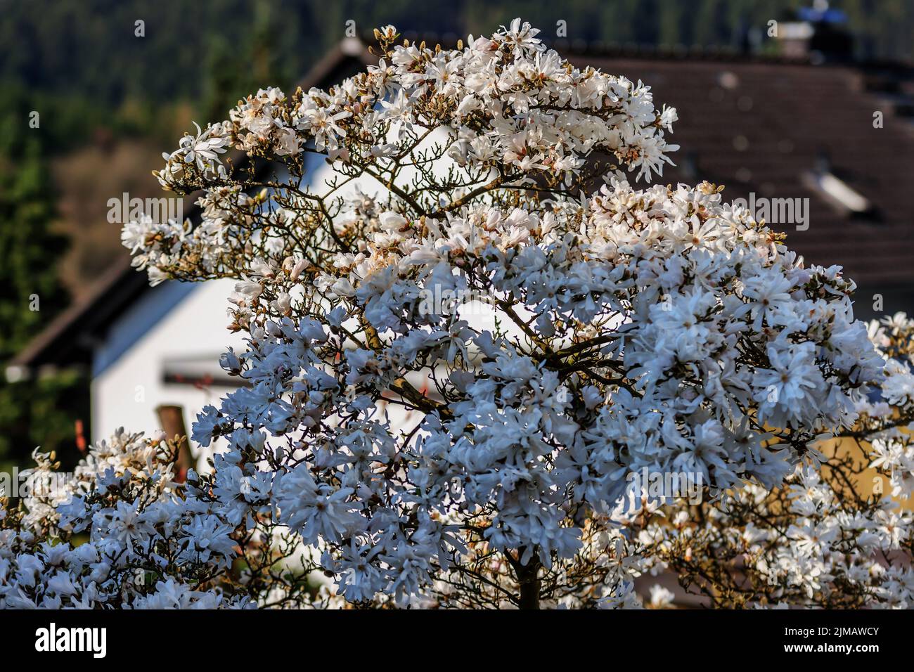 Nt tuft hi-res stock photography and images - Alamy