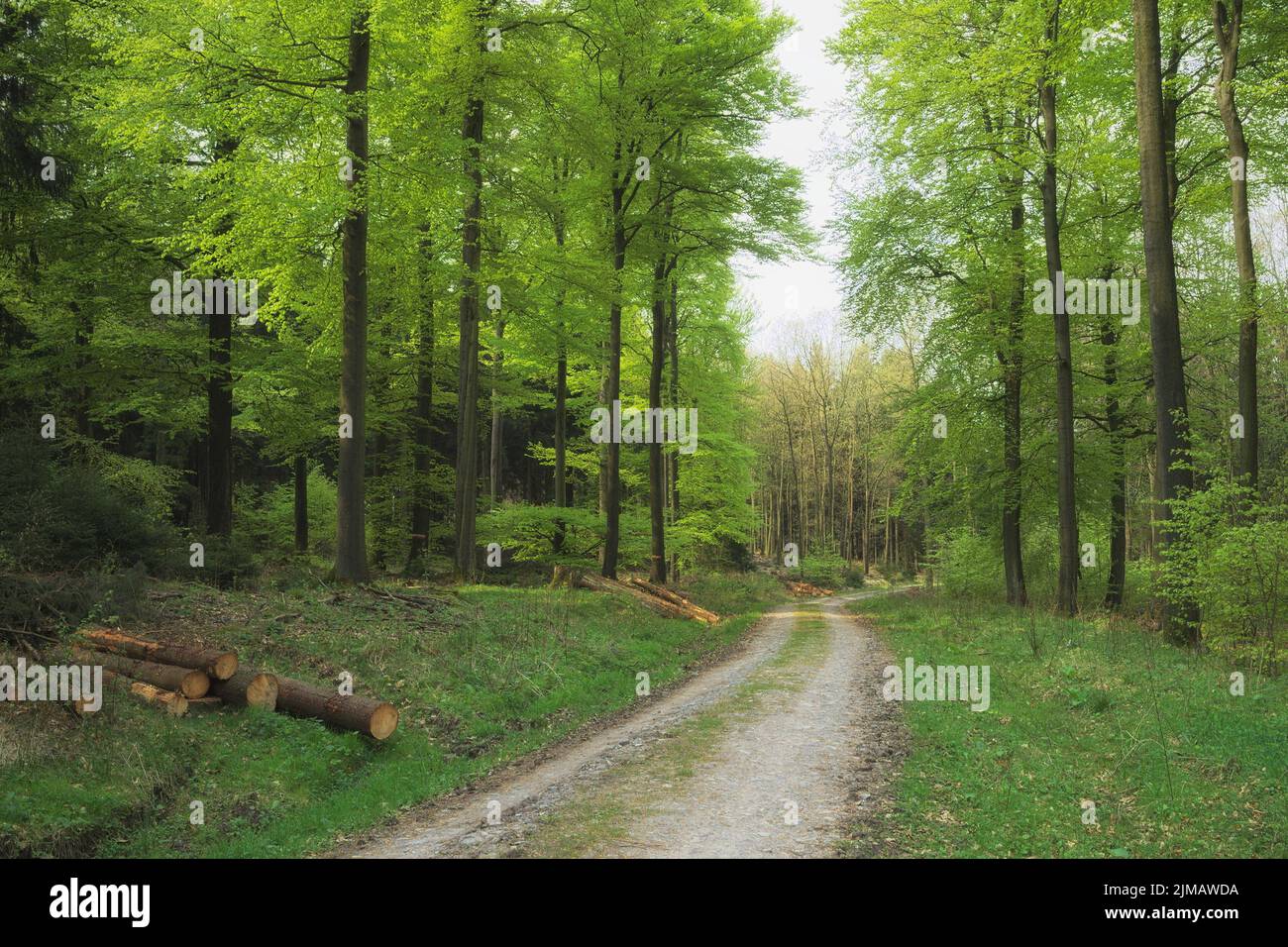 Deister - Range of hills, beech forest in spring, Germany Stock Photo ...