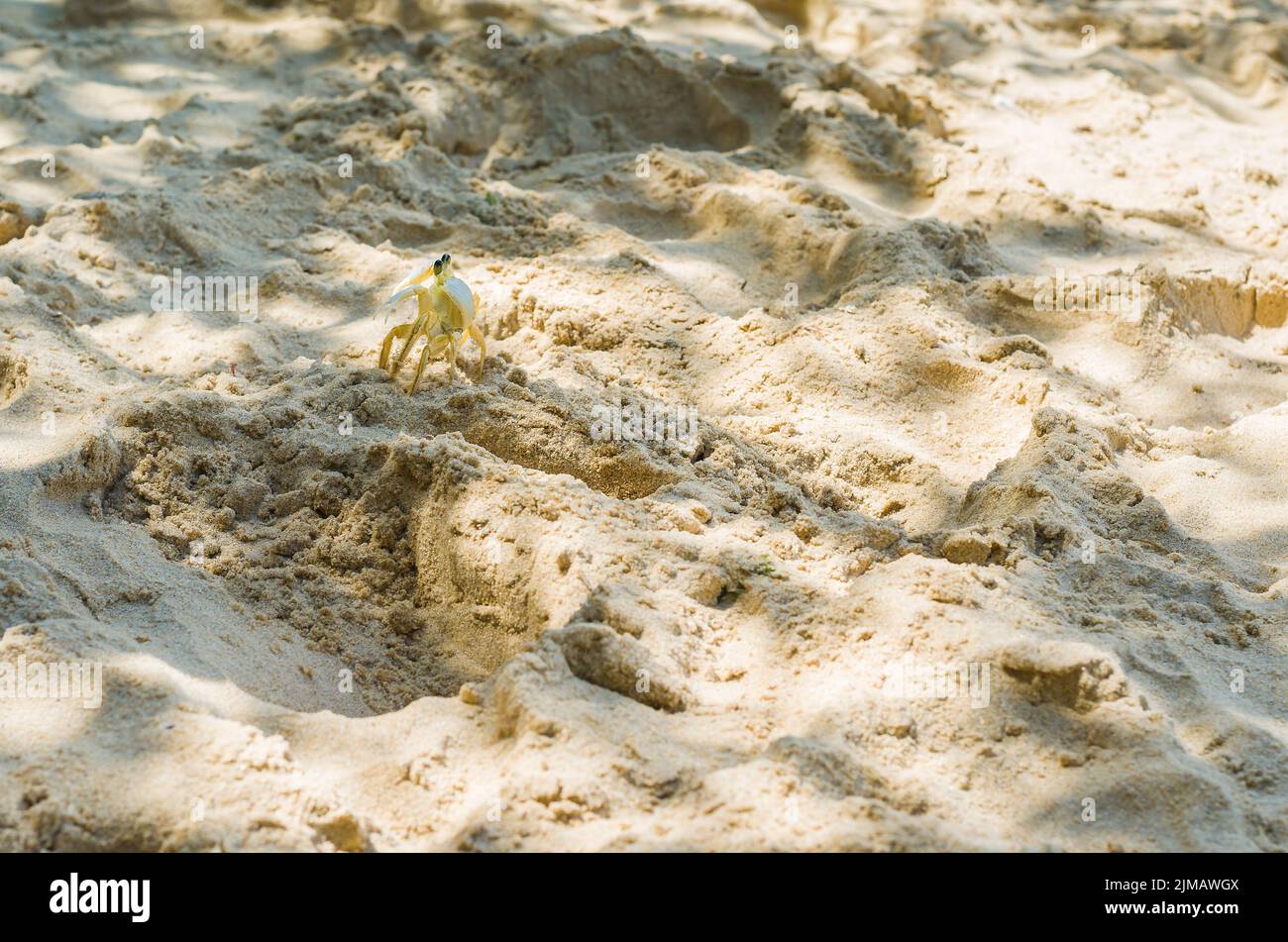 Crab on white sand hi-res stock photography and images - Alamy