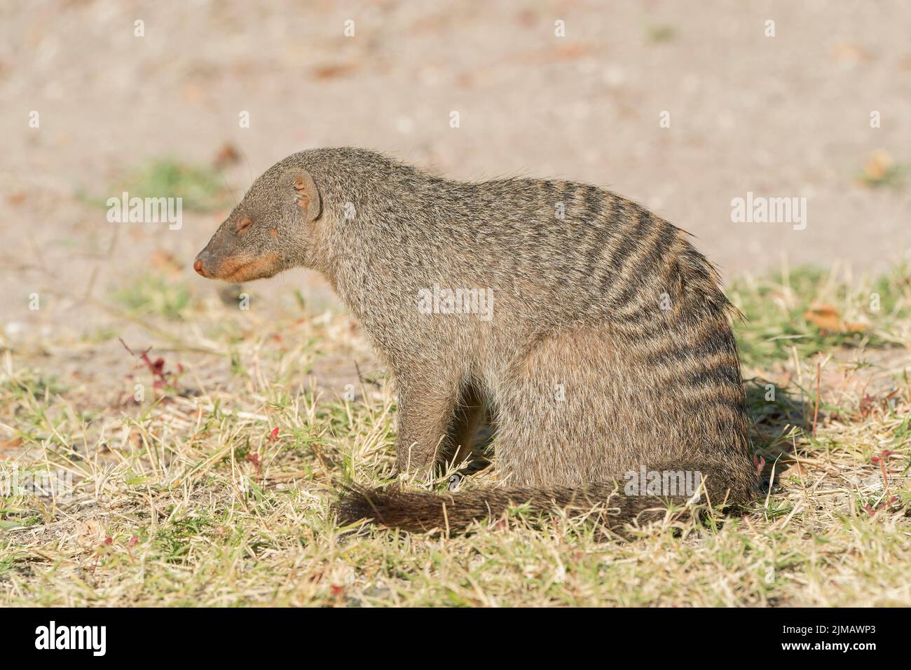 banded mongoose, Mungos mungo, single individual standing on short ...