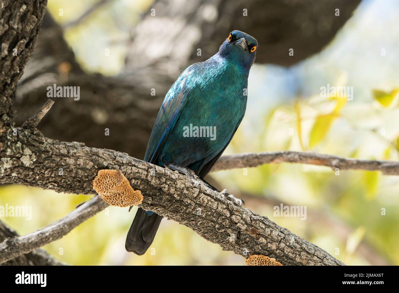 Cape starling, Lamprotornis nitens, single adult perched in tree ...