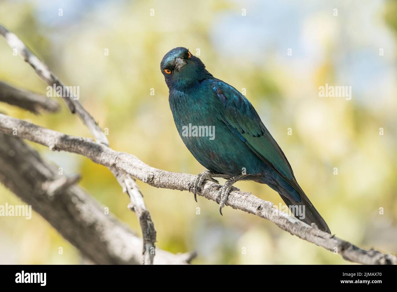 Cape starling, Lamprotornis nitens, single adult perched in tree ...
