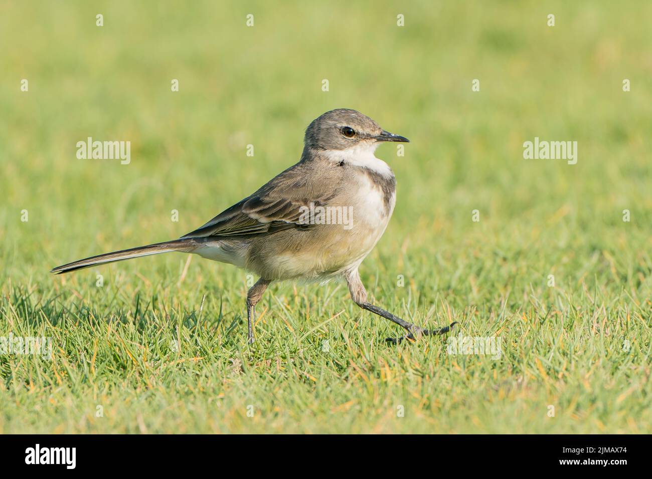 Cape wagtail, Motacilla capensis, single adult walking on short ...