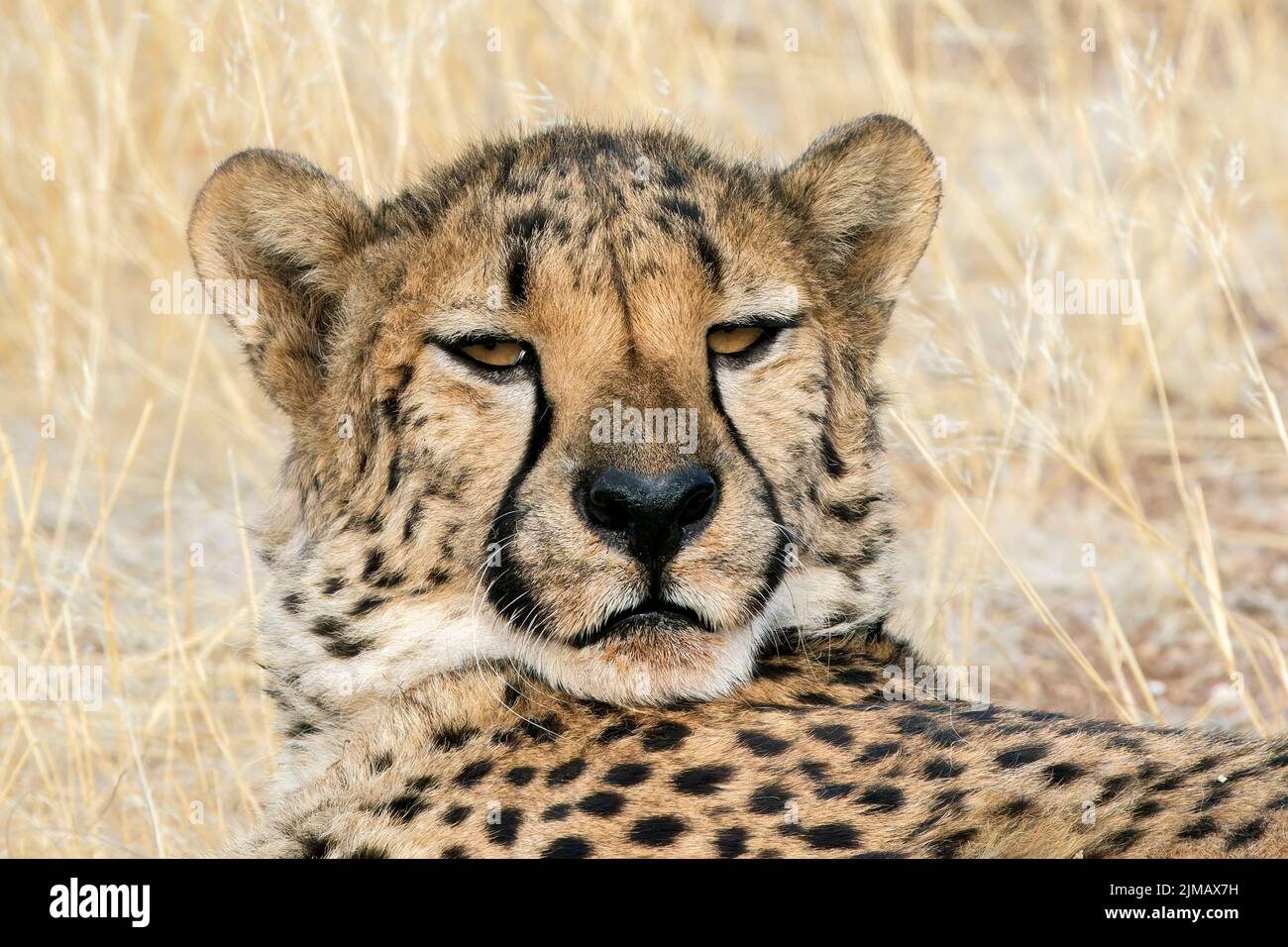 Cheetah photographs hi-res stock photography and images - Alamy