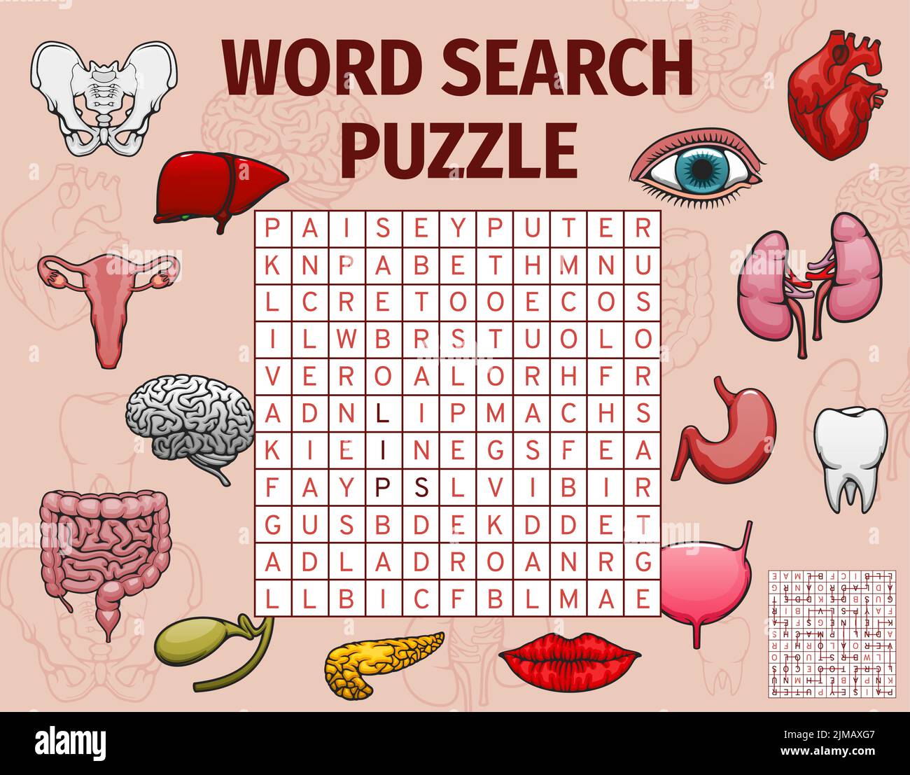 Human organs, body parts word search puzzle game worksheet, vector quiz ...