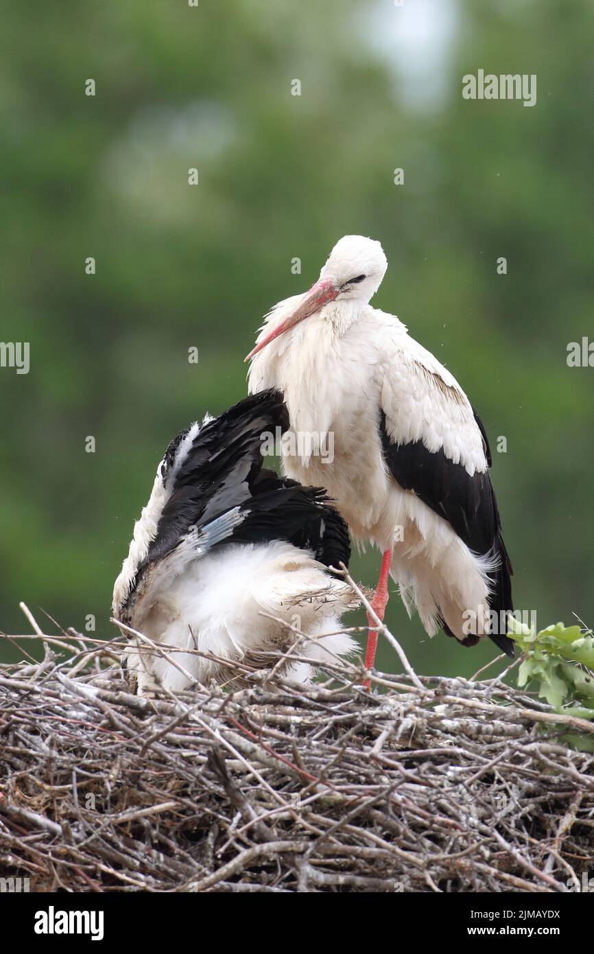 Adult white stork with squab in nest Stock Photo - Alamy