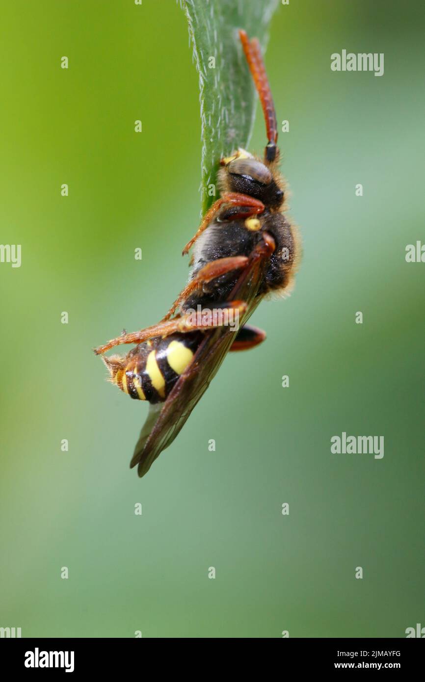Sleeping insect hi-res stock photography and images - Alamy