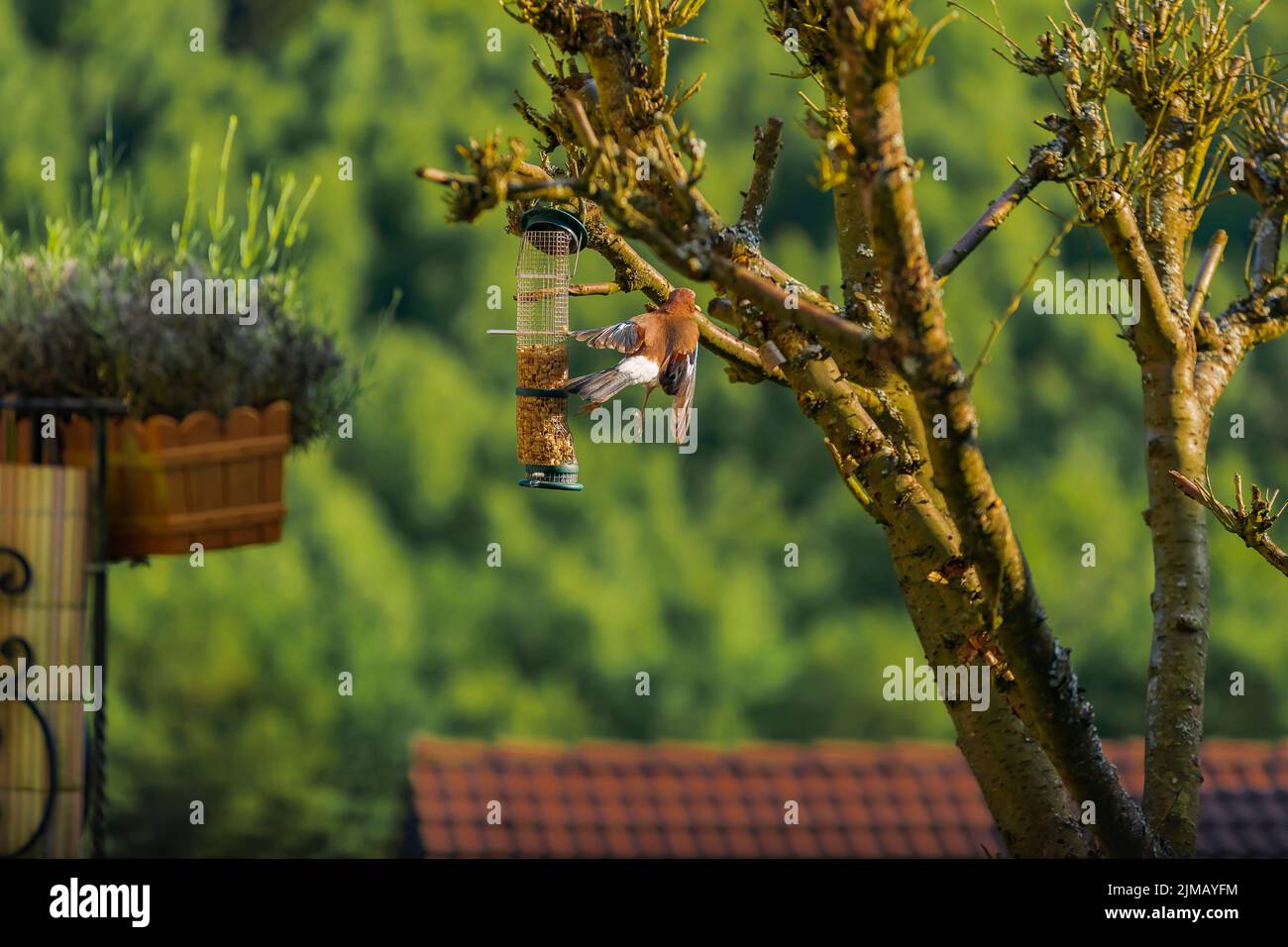 Cling onto tree branch hi-res stock photography and images - Alamy