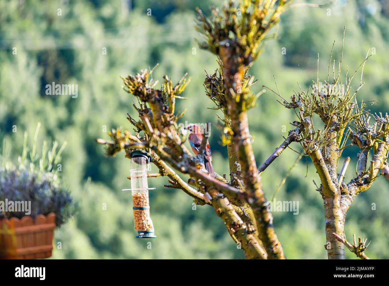 Cling onto tree branch hi-res stock photography and images - Alamy