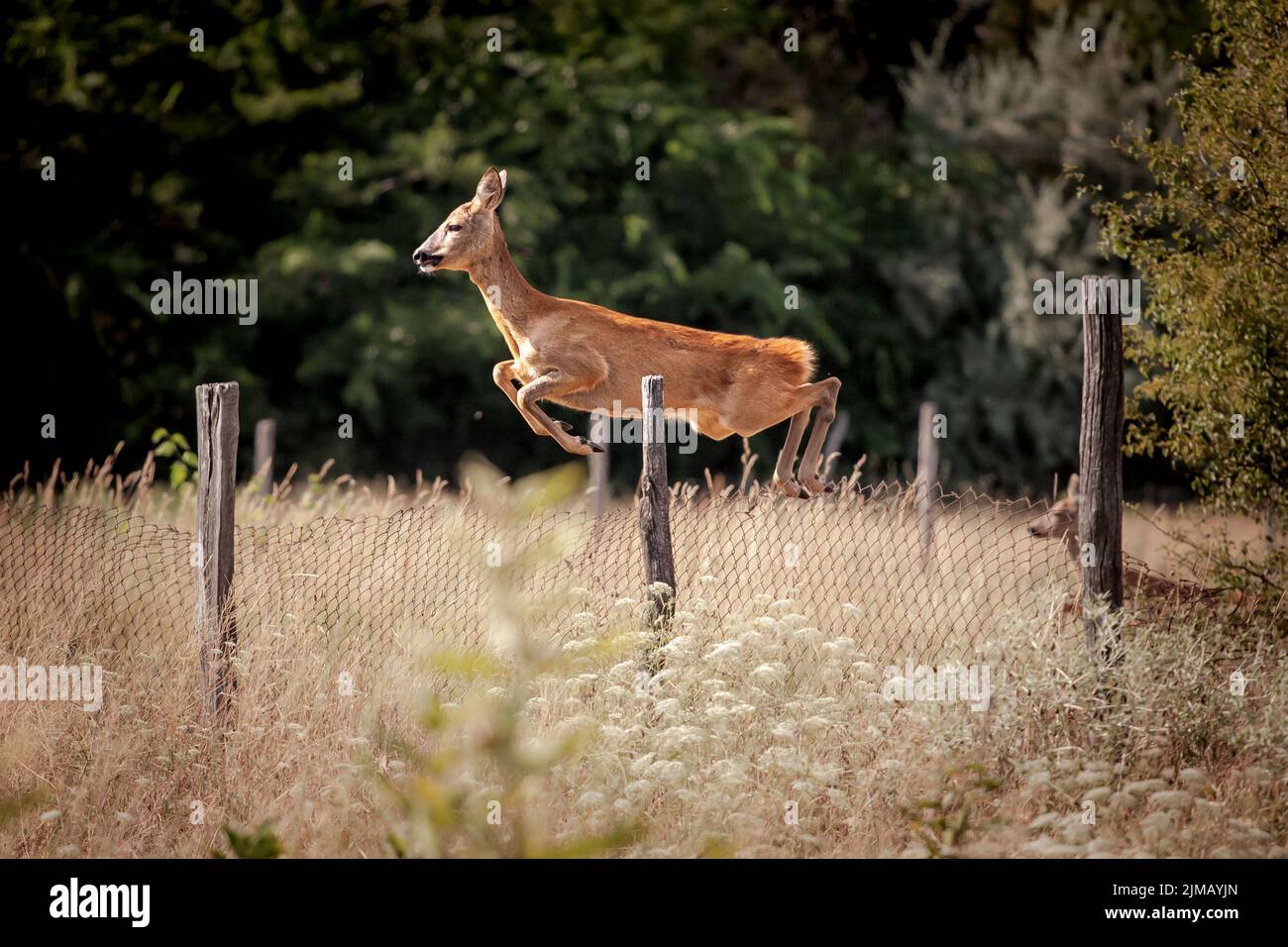 Deer jumping off a fence hi-res stock photography and images - Alamy