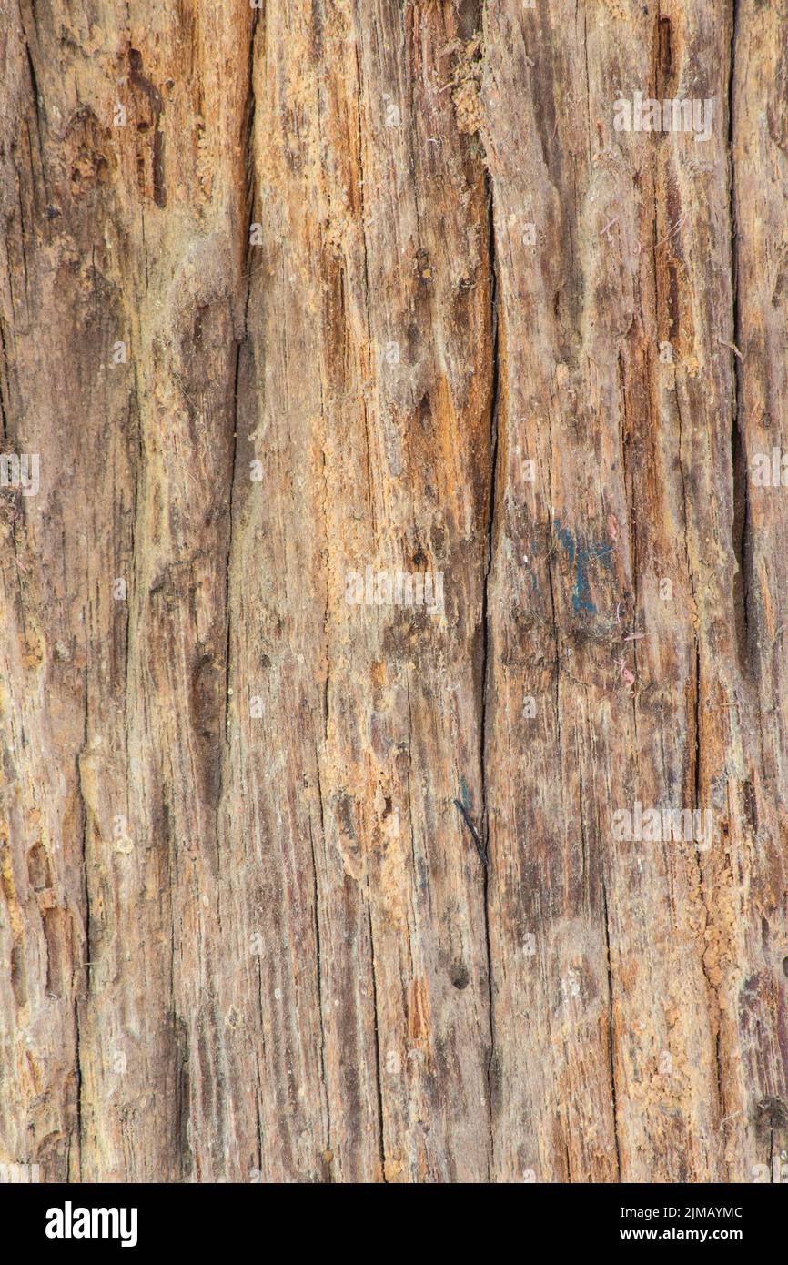 Old wooden plank with termites damage Stock Photo - Alamy