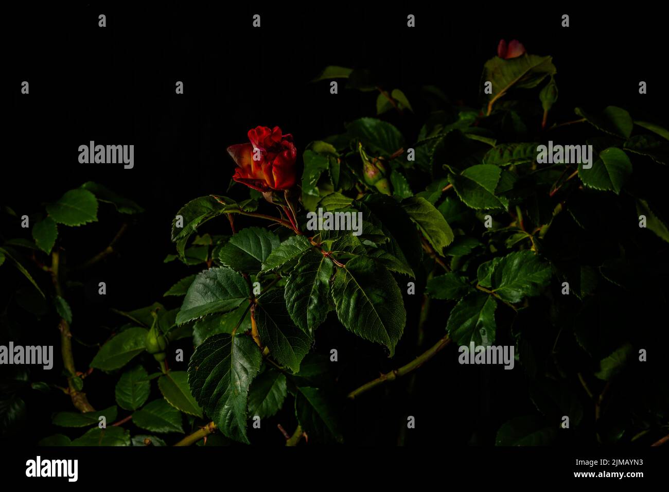 Rosy bush hi-res stock photography and images - Alamy