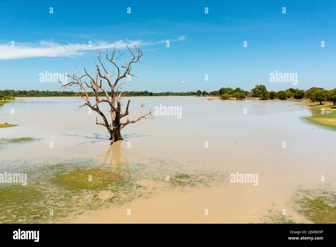 Aerial view of withered dead tree in the lake. National Park of Sri ...