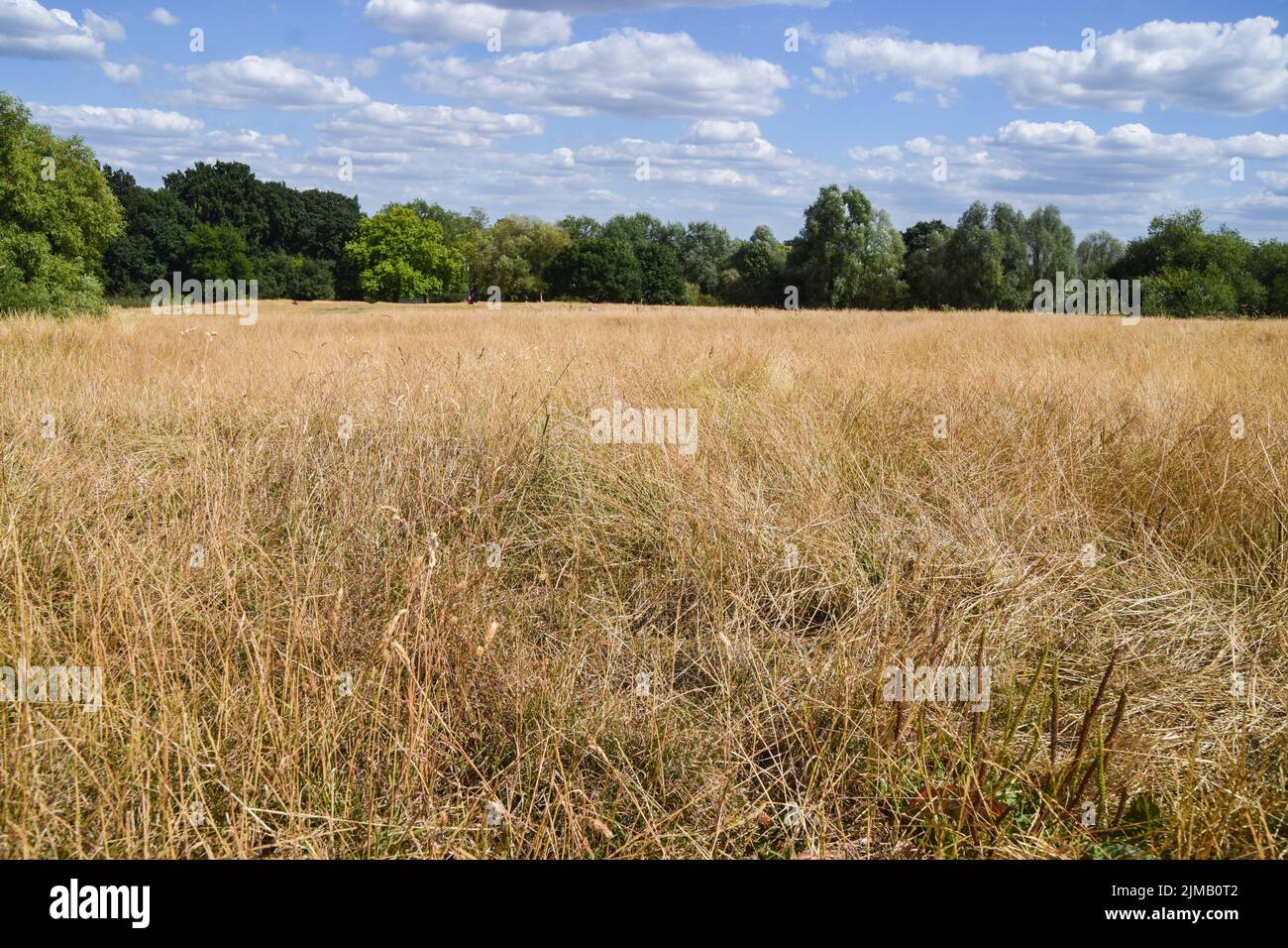 London, England, UK. 5th Aug, 2022. Dry grass dominates the parched ...