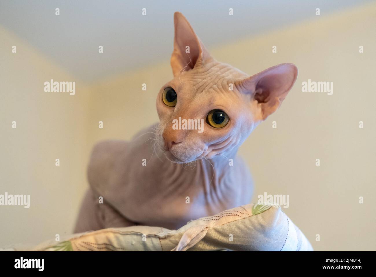 Hairless body hi-res stock photography and images - Alamy