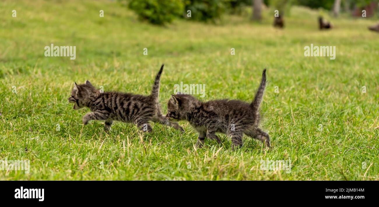 Two small cute gray kittens run on green grass Stock Photo - Alamy