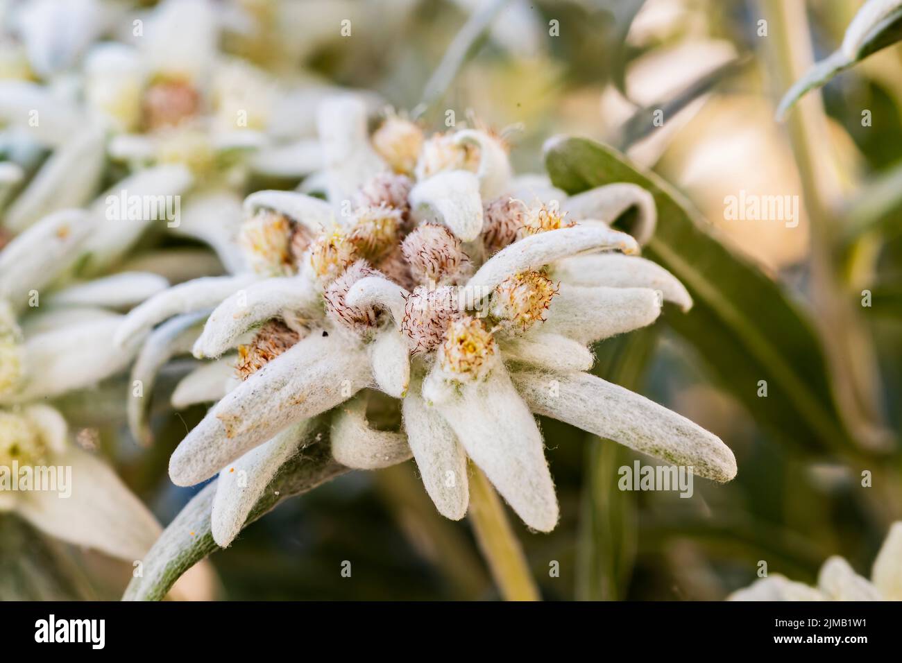 Nt chlorophyll hi-res stock photography and images - Alamy