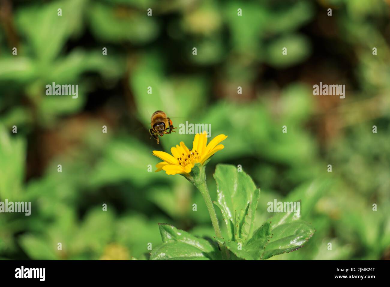 Spagneticola trilobata hi-res stock photography and images - Alamy