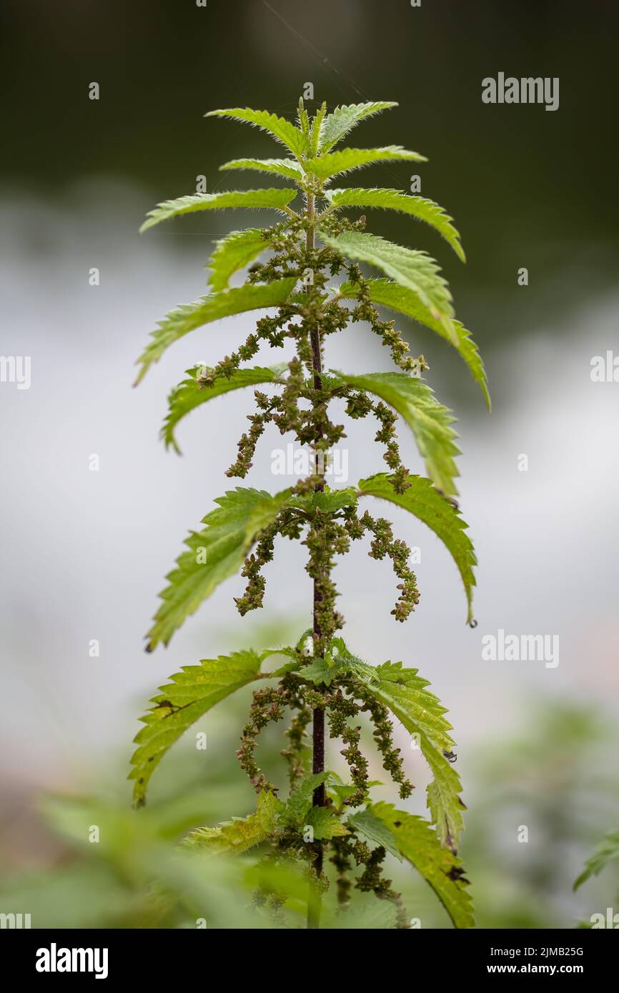 A vertical shot of a nettle plant Stock Photo - Alamy