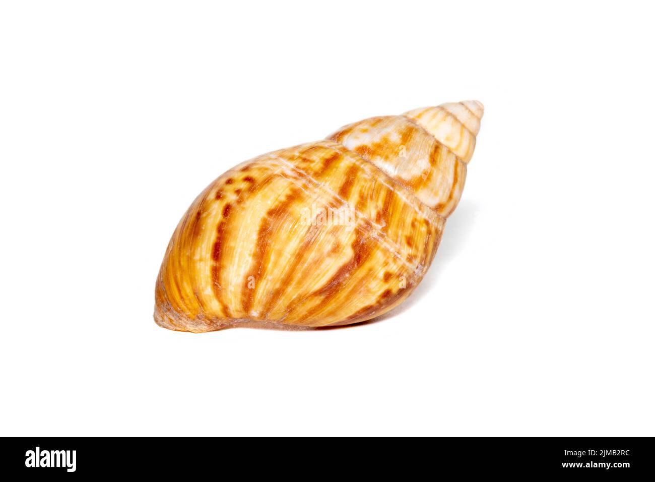 Image of brown pattern conch shell on a white background. Undersea ...