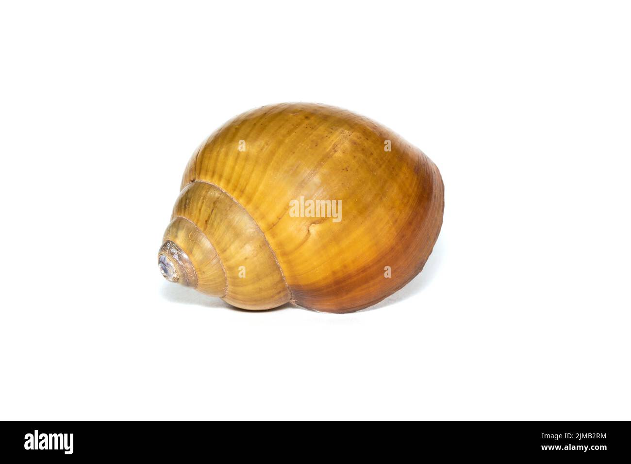 Image of brown spiral sea shell on a white background. Undersea Animals ...