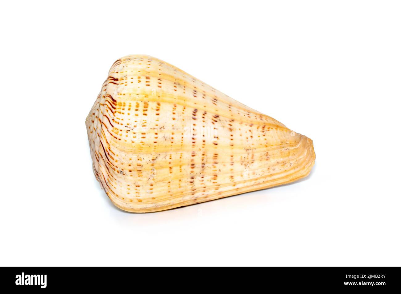 Image of cone shells on a white background. Sea shells. Undersea ...