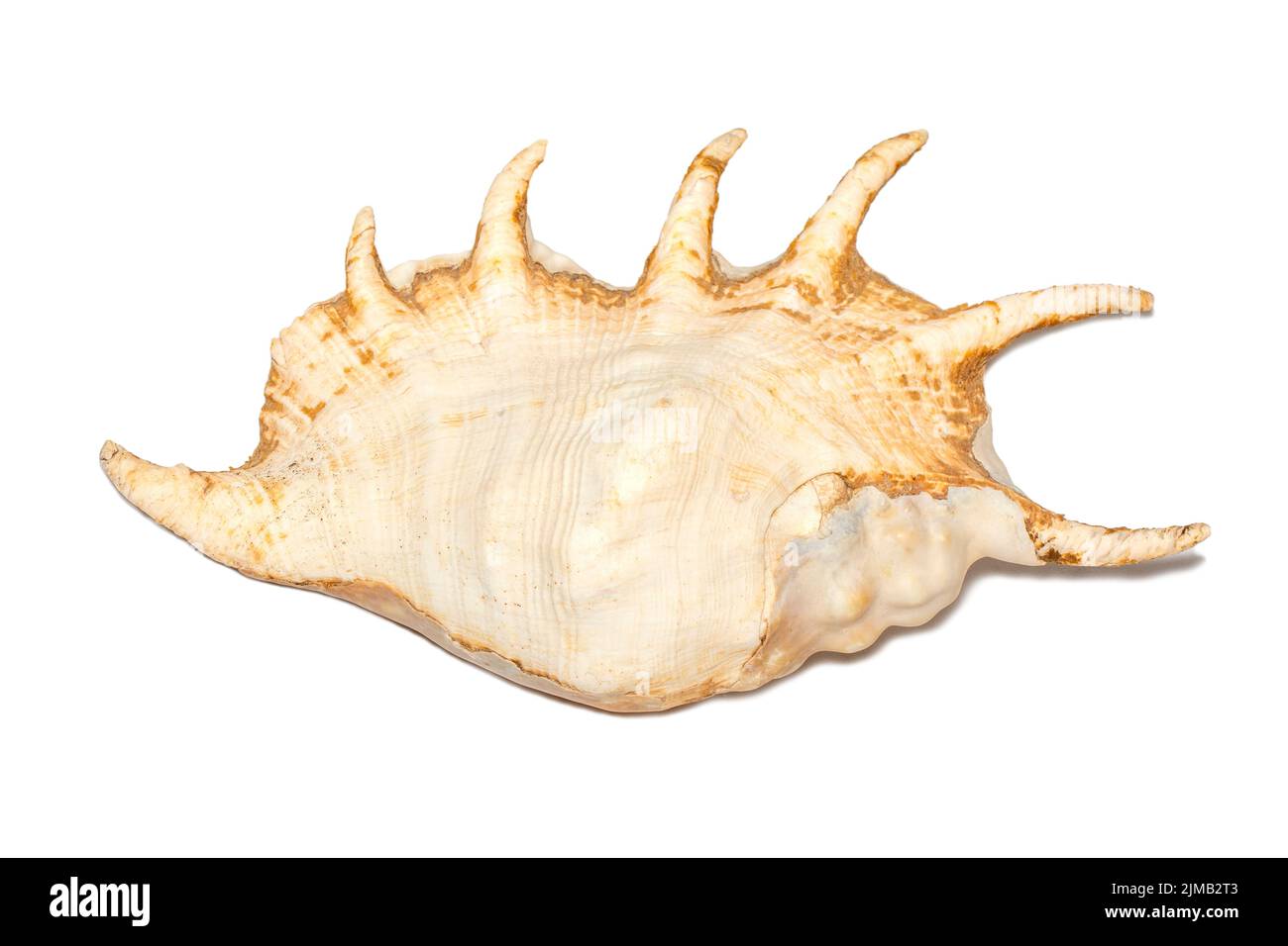 Image of spider conch seashell (Lambis truncata) on a white background ...